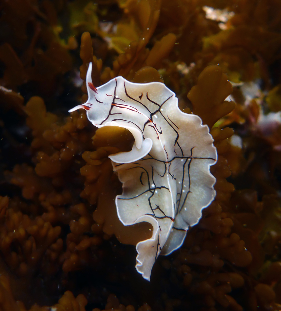 Striped Polyclad Worm (Polyclad flatworms of California) · iNaturalist