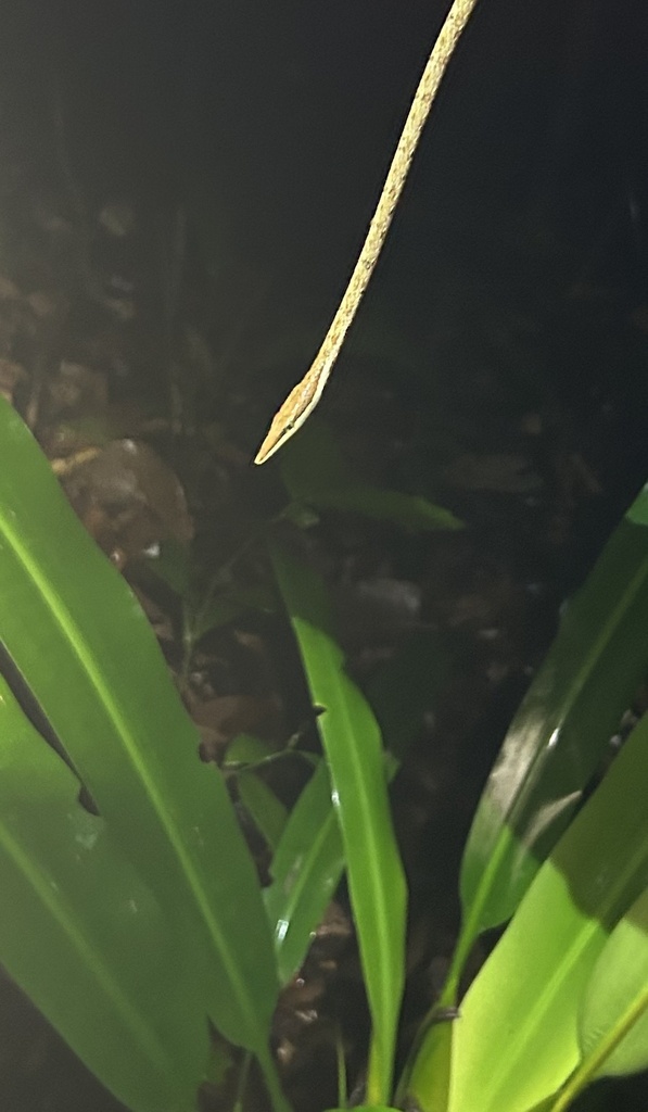 Rutherford's Vine Snake from Sentier de Savane-Roche Virginie, Régina ...