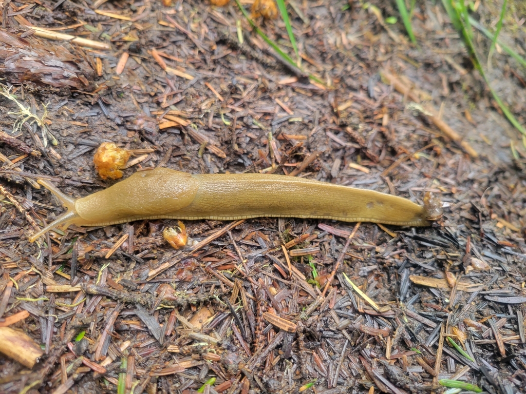 Pacific Banana Slug from Coos Bay, OR 97420, USA on May 2, 2024 at 03: ...