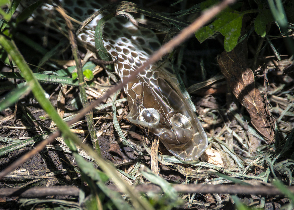 Colubrine Snakes from Shadow Creek Ranch, Pearland, TX, USA on May 14 ...