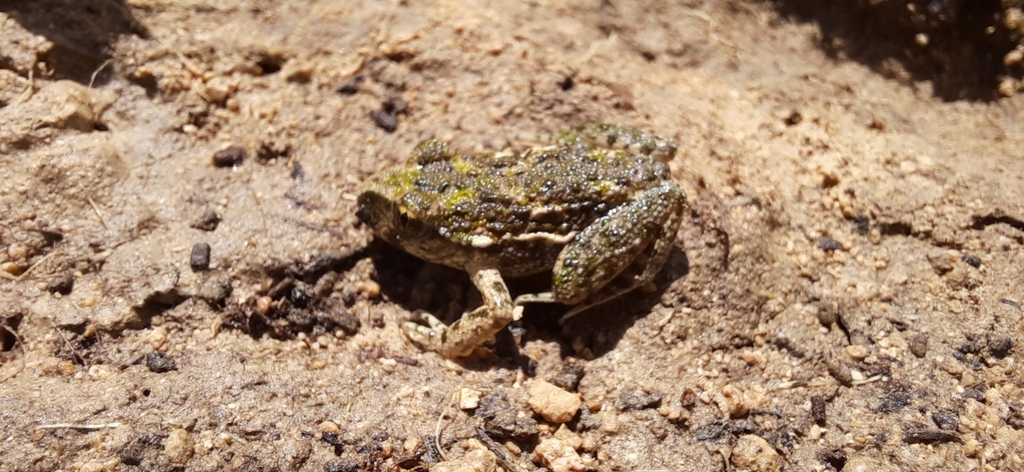 Hesperides' Parsley Frog from Corral de los Llanos, 40317 Sepúlveda ...