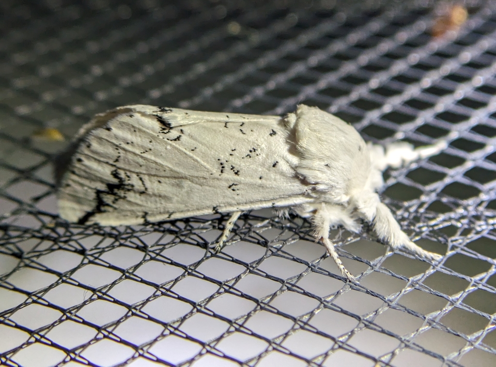 Prominent Moths in May 2024 by Leif · iNaturalist