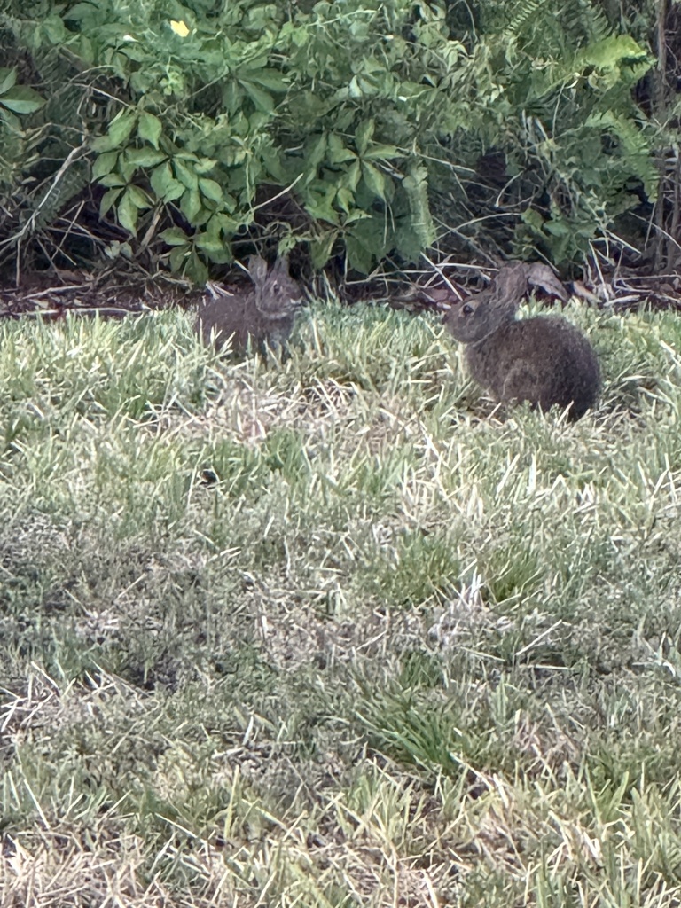 Florida Marsh Rabbit in May 2024 by Shannon Carnevale · iNaturalist