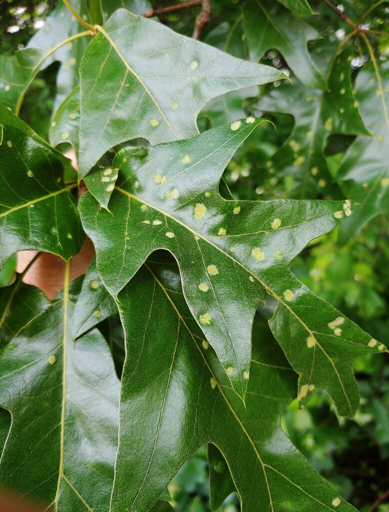 Oak Leaf Blister from Mountain Park, GA, USA on May 15, 2024 at 10:59 ...