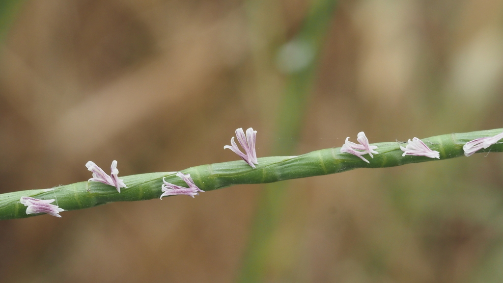 Barb Grass from San Diego County, CA, USA on May 13, 2024 at 09:55 AM ...