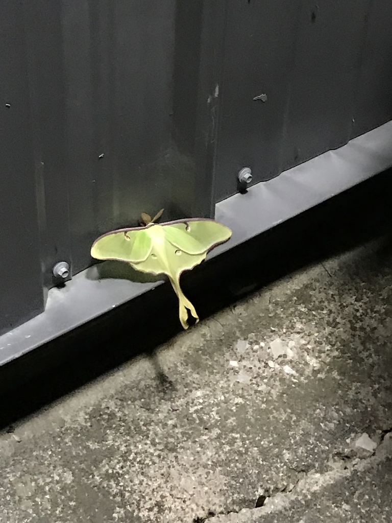 North American Luna Moth From 310 Miller St Tina MO US On May 5 North American Luna Moth From 310 Miller St Tina MO US On May 5