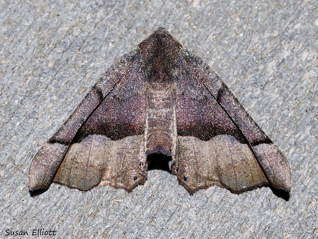 Honest Pero Moth (Butterflies and Moths of Floracliff Nature Sanctuary ...