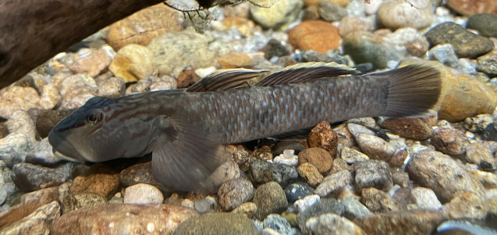 (Rhinogobius fluviatilis) - Marine Life Identification