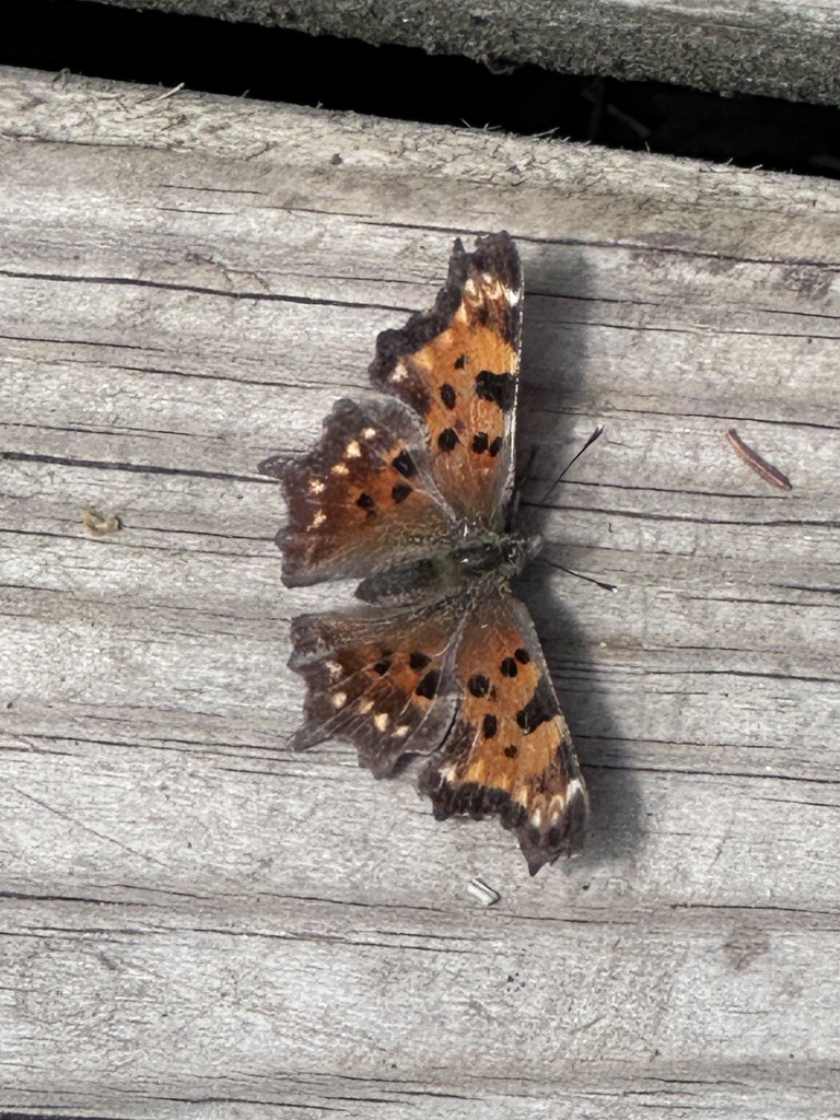 Green Comma from Brule River State Forest, Solon Springs, WI, US on May ...