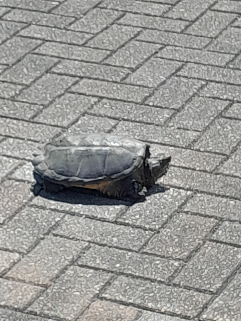 Common Snapping Turtle from Kure Beach, NC 28449, USA on May 15, 2024 ...