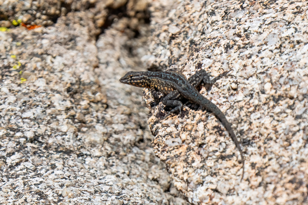 Western Side-blotched Lizard from San Diego County, CA, USA on April 6 ...