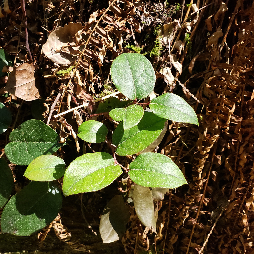 salal from Little River Trail, Clallam, WA, USA on May 11, 2024 at 01: ...