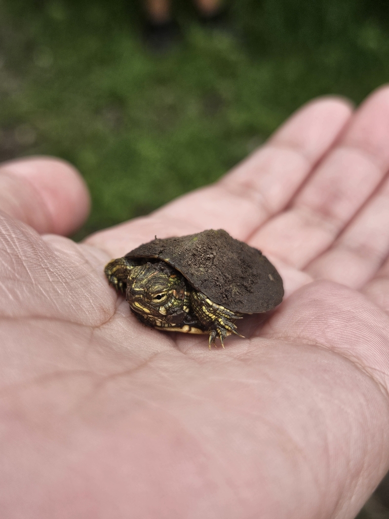 Pond Slider from Overland Park, KS 66062, USA on May 15, 2024 at 02:17 ...