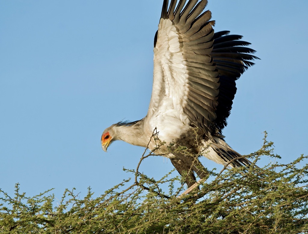 Secretarybird in January 2024 by ken_simonite · iNaturalist