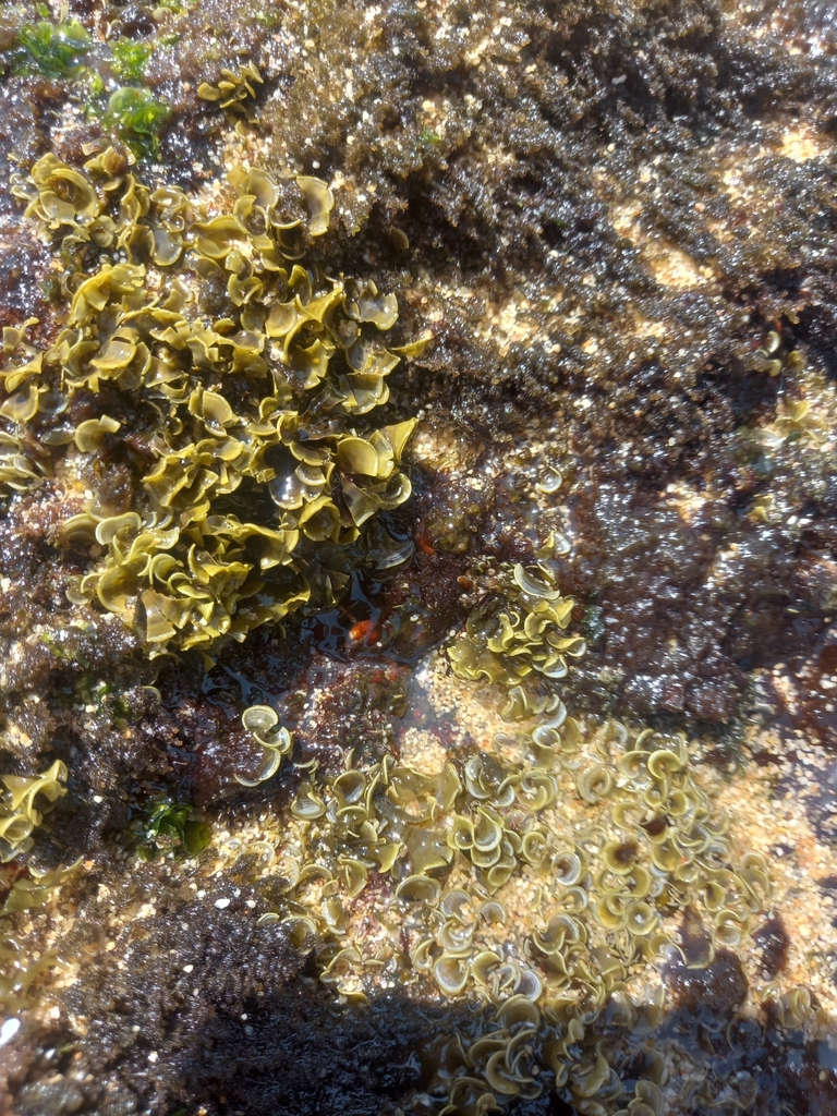 White Scroll Alga from 8FXR+47, 60885 El Faro de Bucerías, Mich ...