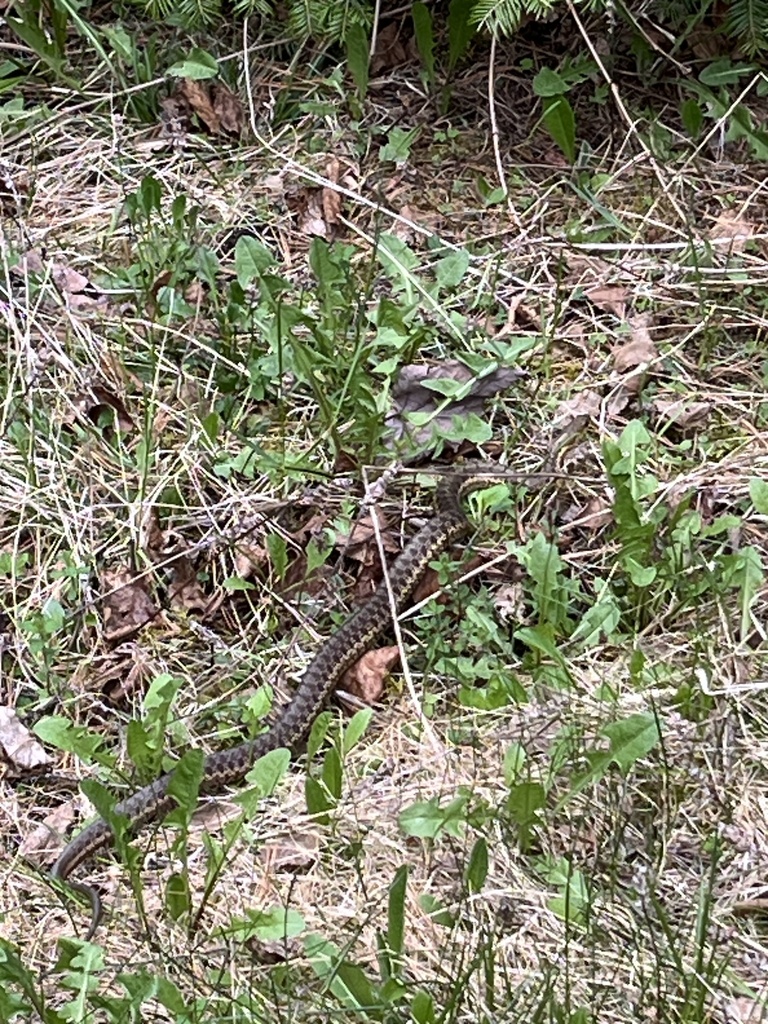 Common Garter Snake from Greenville, ME, US on May 15, 2024 at 02:22 PM ...