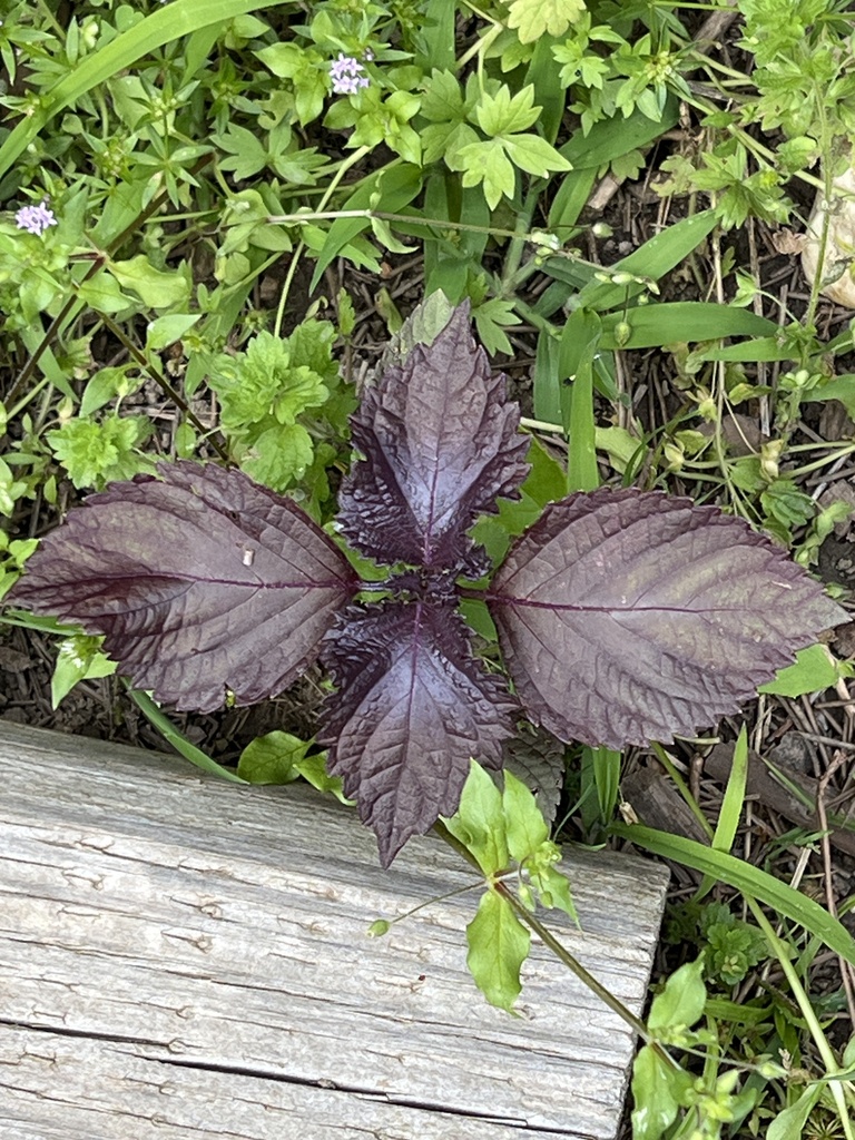 beefsteak plant from Stone Mountain St, Tallapoosa, GA, US on May 15 ...