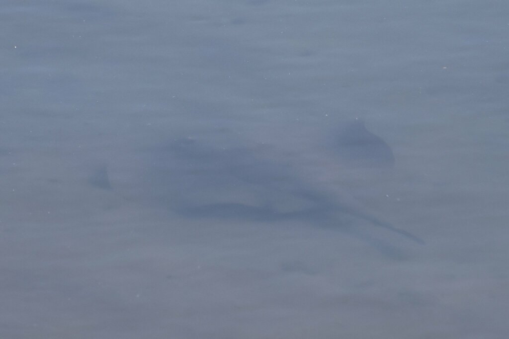 Haller's Round Ray from Del Mar, CA 92014, USA on May 7, 2024 at 09:18 ...