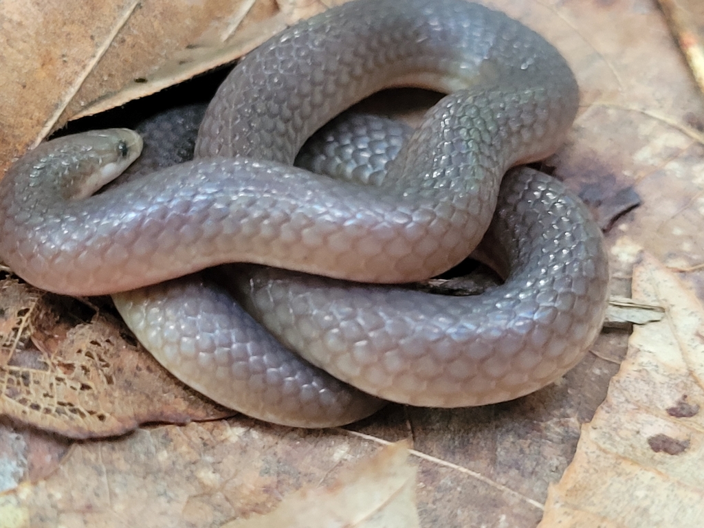 Eastern Worm Snake from GGC on May 15, 2024 at 04:45 PM by Chris Brown ...