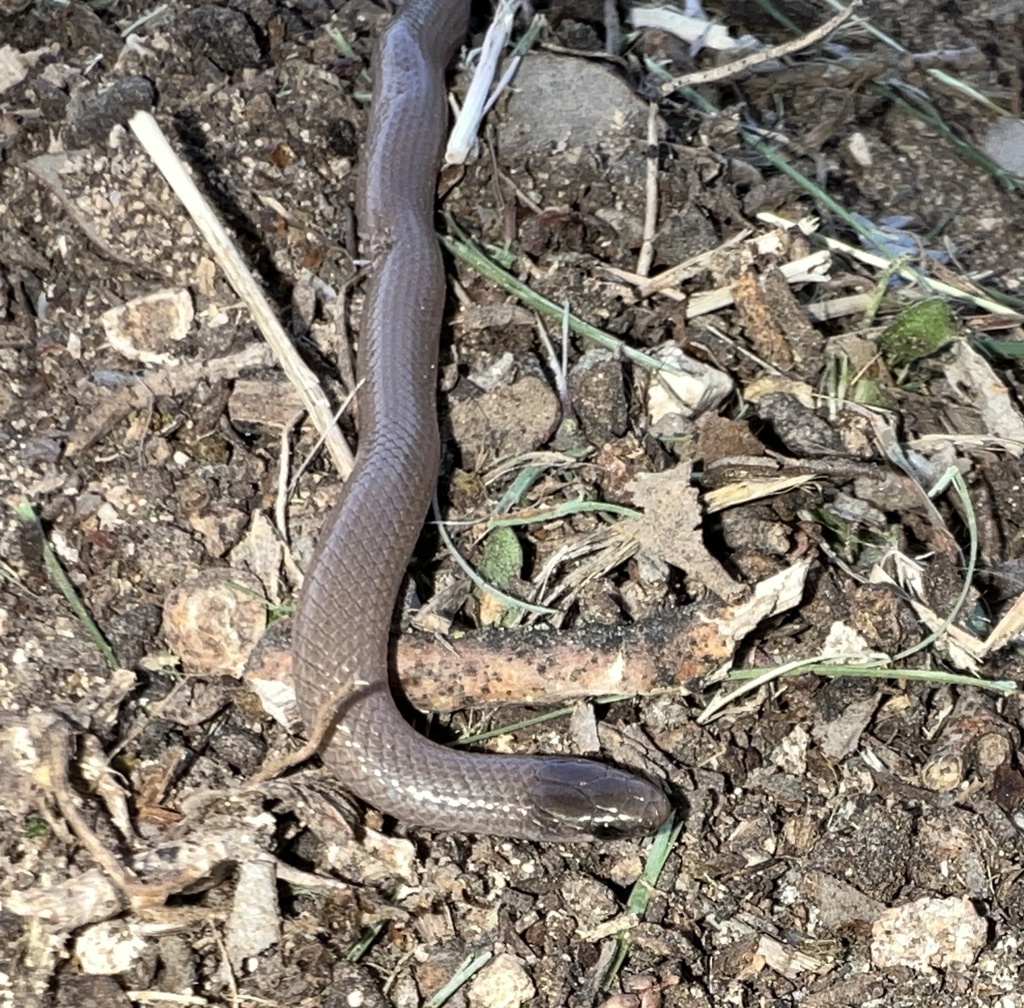 Colubrid Snakes in May 2024 by dontfencemein. About 4” long. Hiding in ...