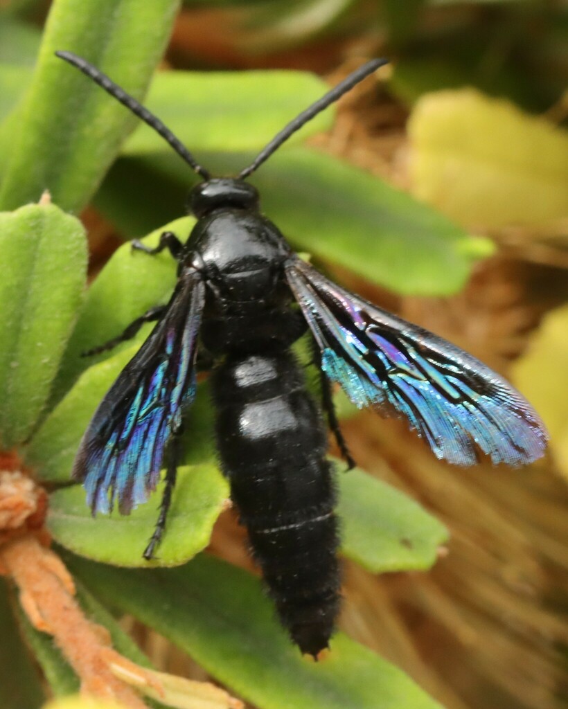 Blue Flower Wasp from Inverloch VIC 3996, Australia on February 29 ...