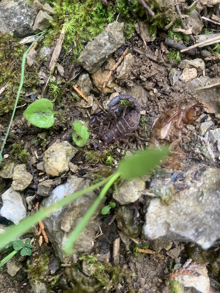 Southern Devil Scorpion in May 2024 by jaymane · iNaturalist