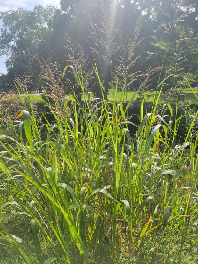 Johnson grass from Huntsville, TX, USA on May 15, 2024 at 04:48 PM by ...