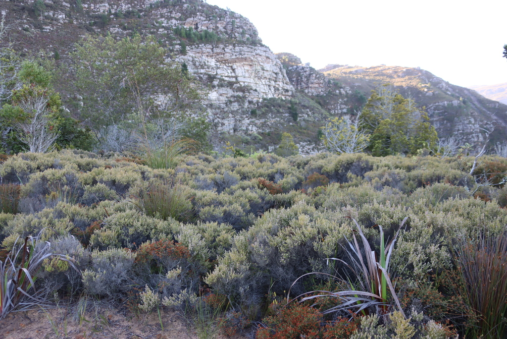 Heathlike Heath from Constantia Neck Jeep Track Lookout track, Cecilia ...