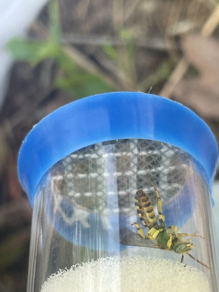 Brown-winged Striped Sweat Bee from Metter, GA, US on May 9, 2024 at 10 ...