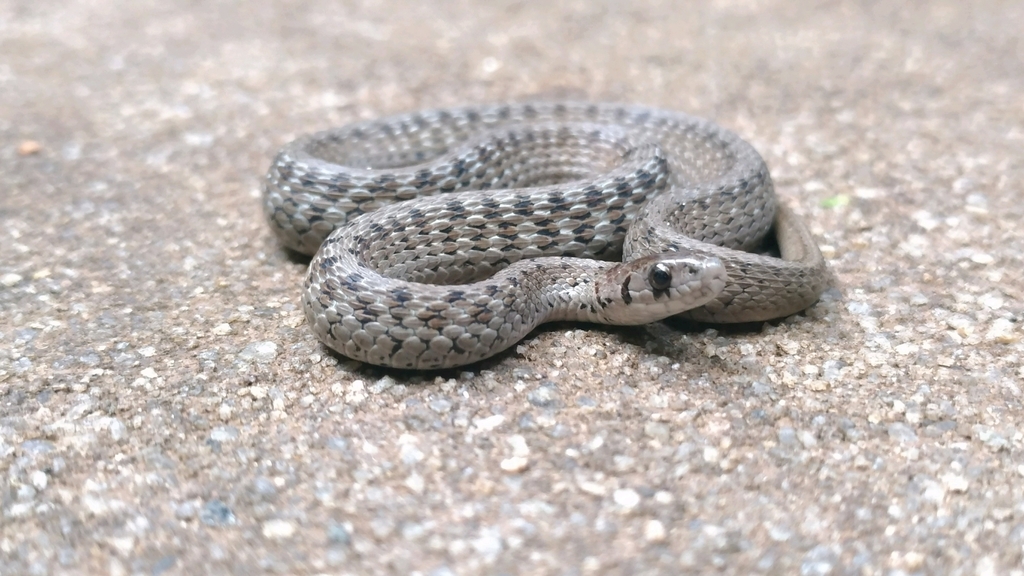 Dekay's Brownsnake (Fauna of Severson Dells) · iNaturalist