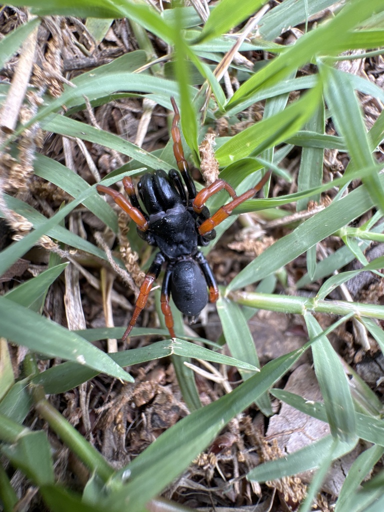 Sphodros fitchi from Creek Bank Dr, Edmond, OK, US on May 15, 2024 at ...