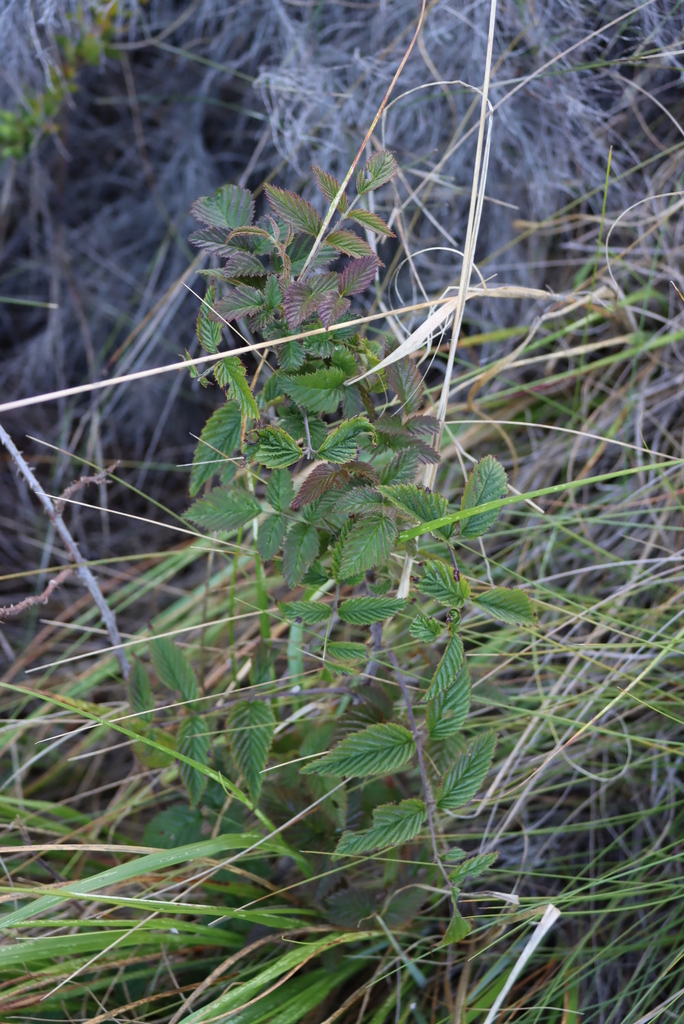 South African Raspberry from Constantia Neck Jeep Track Lookout track ...