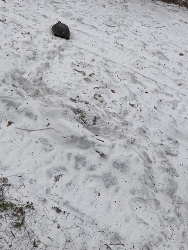 iNaturalist Tracking Database – NatureTracking