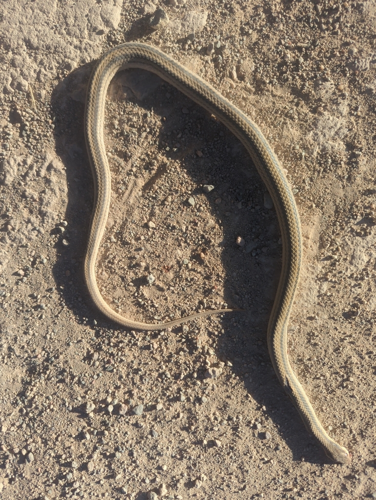 Big Bend Patchnose Snake in May 2024 by tomfeild. Dead on road ...