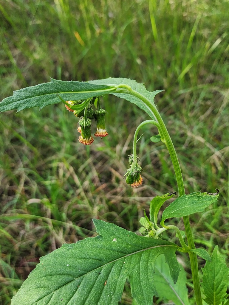 redflower ragleaf in May 2024 by PeterCopping · iNaturalist