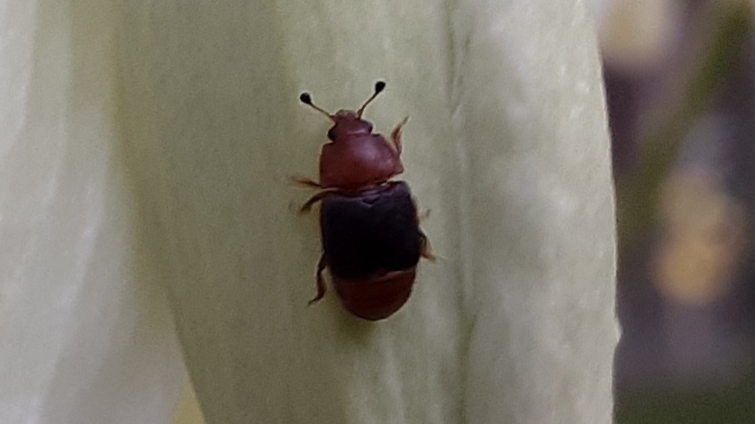 Yucca Beetle from 20 Autumn Run Way, Columbia, SC 29229, USA on May 6 ...