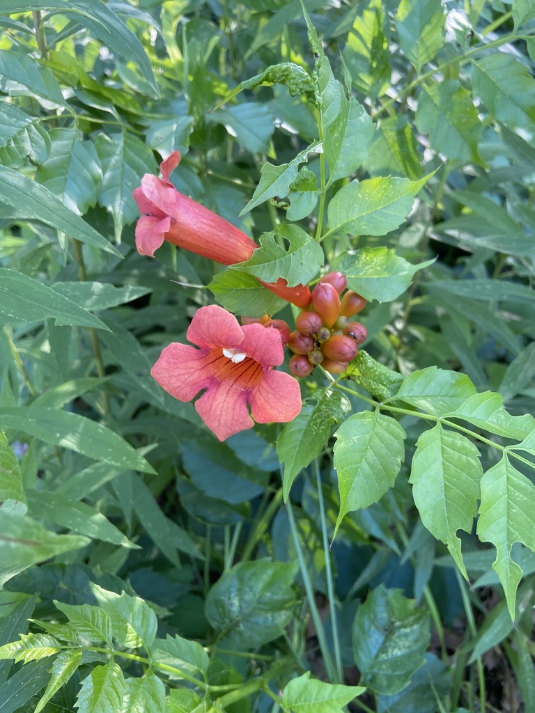 American trumpet vine from Highland Rd, Baton Rouge, LA, US on May 15 ...