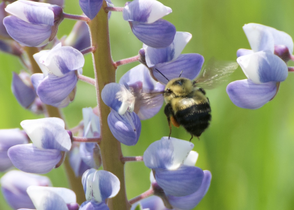 Common Eastern Bumble Bee from Dane County, WI, USA on May 15, 2024 at ...