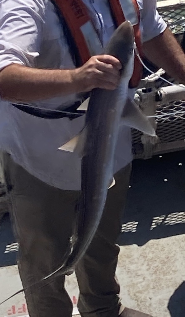 Atlantic Sharpnose Shark from Mississippi Sound, Dauphin Island, AL, US ...
