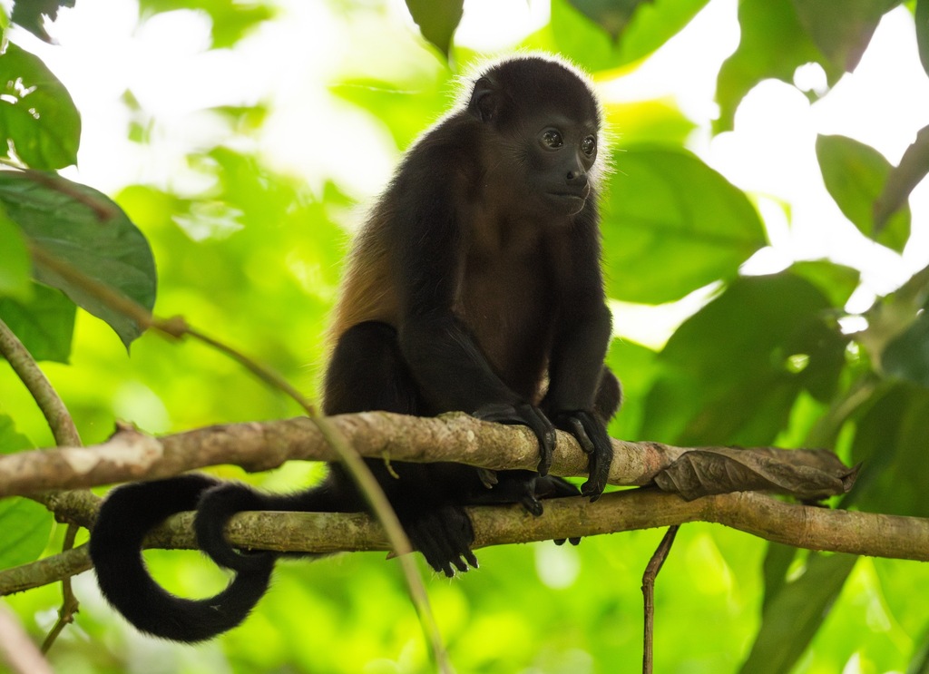 Mantled Howler Monkey from Limón, Pococí, Costa Rica on April 15, 2024 ...