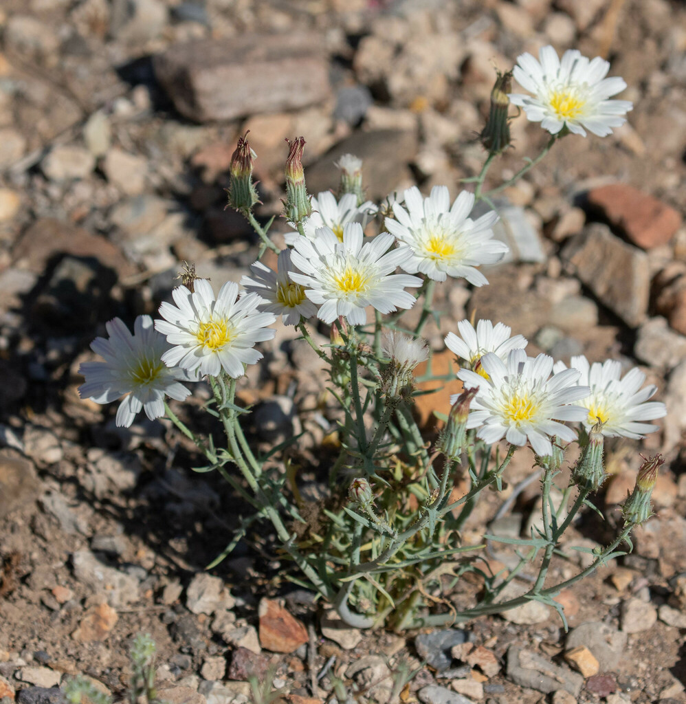 white tack-stem from Hidalgo County, NM, USA on May 1, 2024 at 07:43 AM ...
