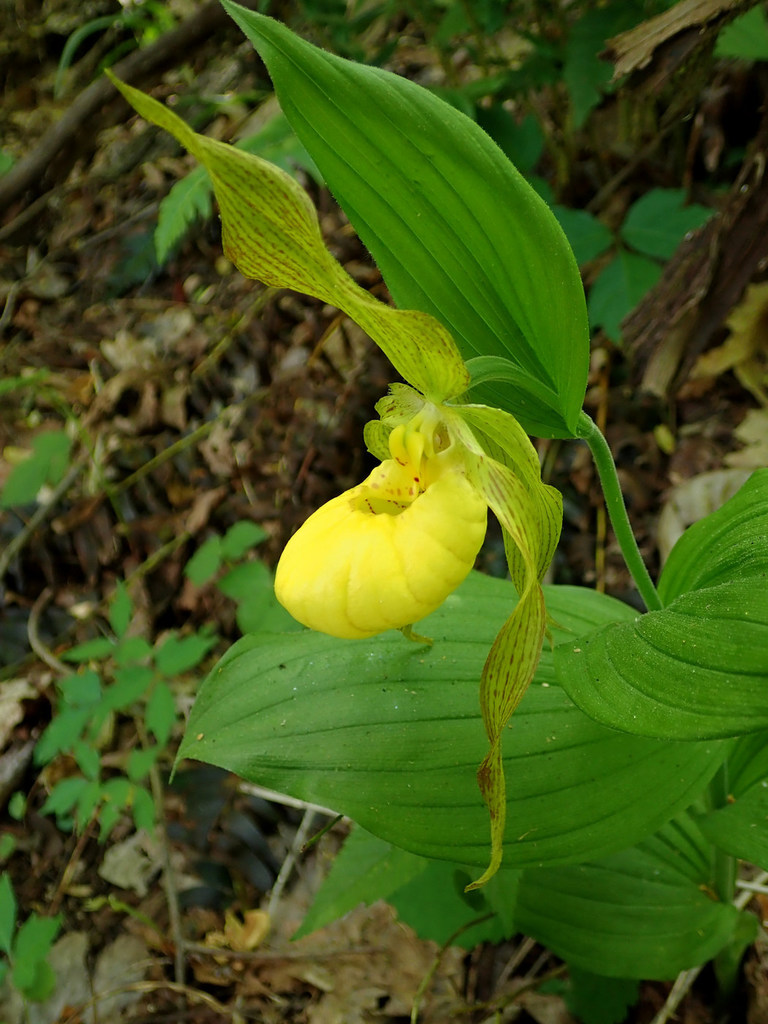 yellow lady's slipper in May 2019 by Evan M. Raskin · iNaturalist