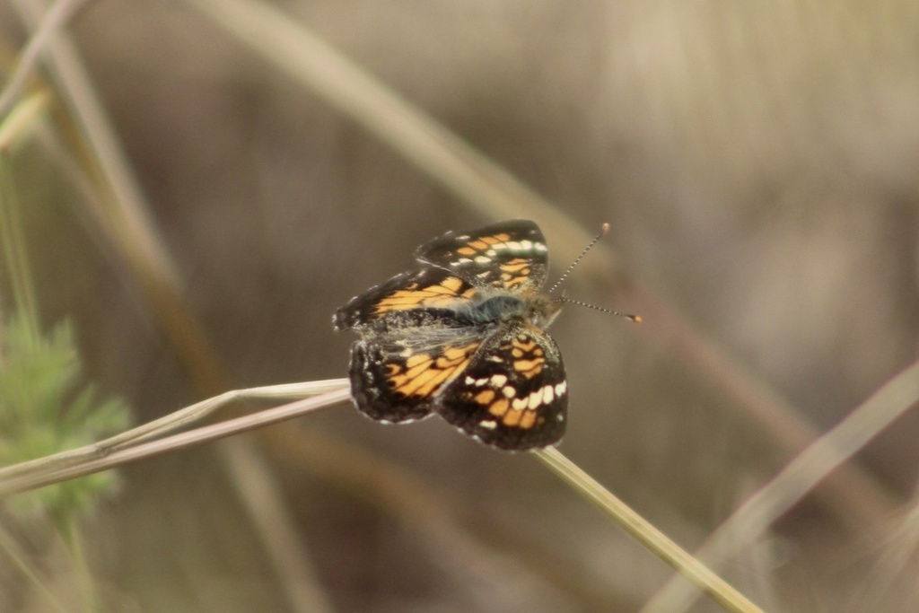 Phaon Crescent from Weatherford, TX, US on May 15, 2024 at 04:41 PM by ...