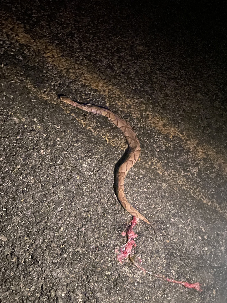 Eastern Copperhead in May 2024 by Veronique Tessier · iNaturalist