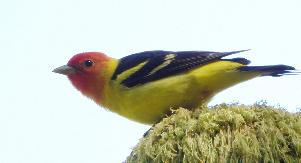 Western Tanager from FSSP Trestle Bay Trail on May 15, 2024 at 02:18 PM ...