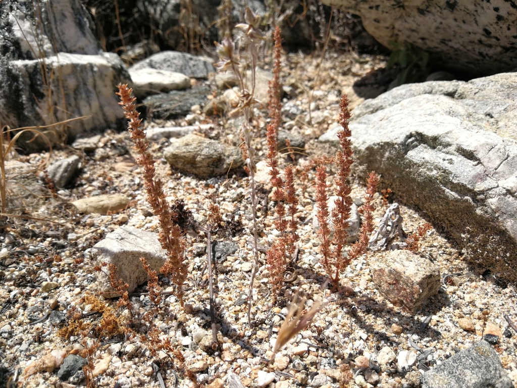 Crassula colligata lamprosperma from Los Angeles, California, United ...