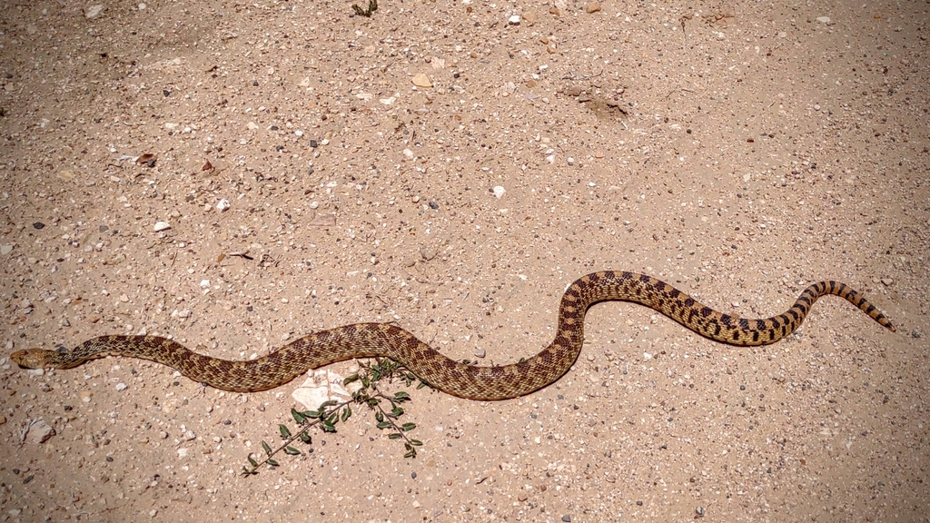 Bullsnake From Des Moines NM 88418 USA On May 14 2024 At 11 43 AM By bullsnake-from-des-moines-nm-88418-usa-on-may-14-2024-at-11-43-am-by