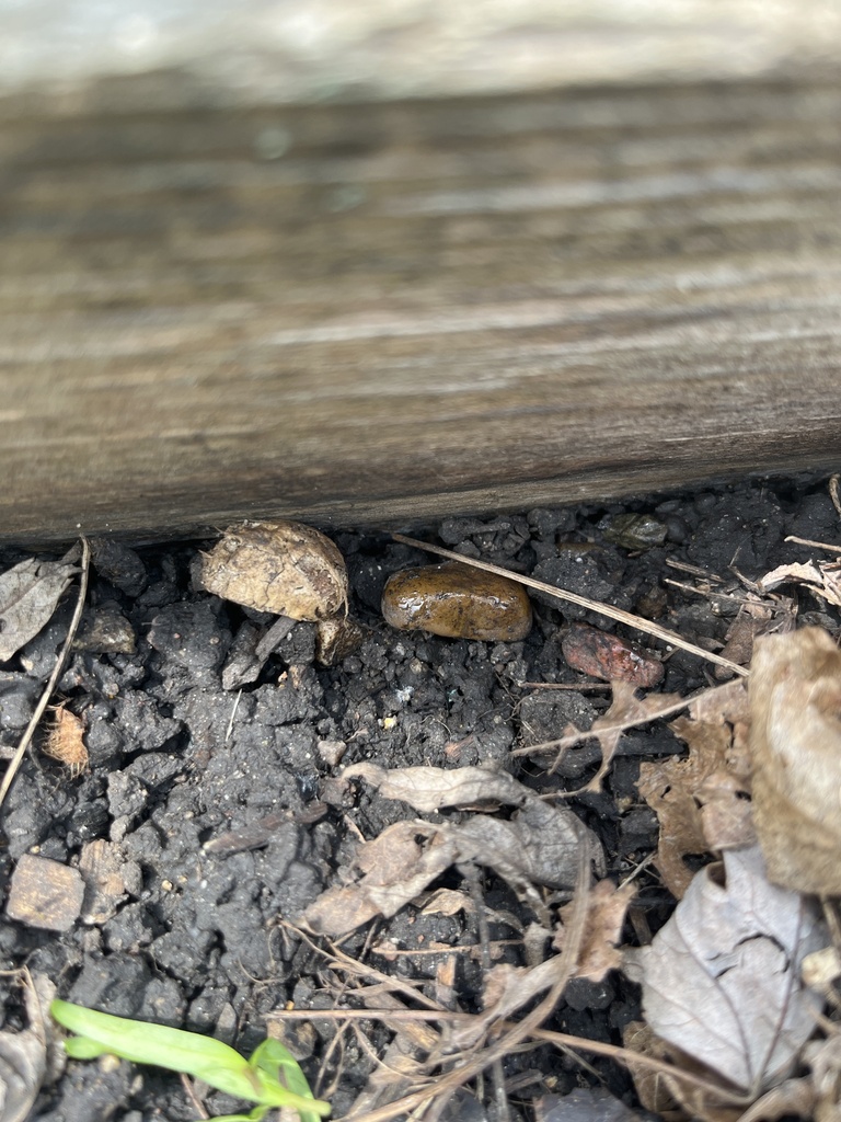 Cellar Snail from St Peter Ave, Albert Lea, MN, US on May 15, 2024 at ...