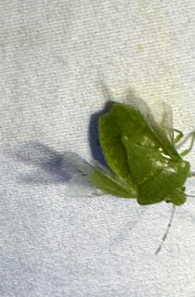 Green Stink Bug from Cedar Hill Rd, Duncanville, TX, US on May 7, 2024 ...
