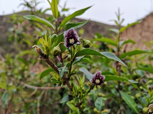 Periploca sepium · iNaturalist Mexico